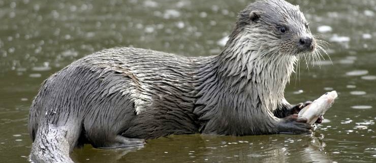 Lutra lutra – vidra – ZASTITA PRIRODE SMZ